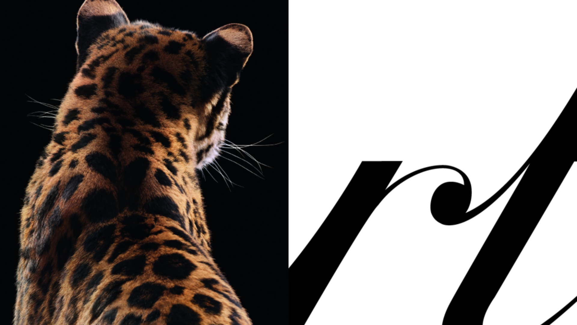 Cartier inova ao apresentar nova campanha com embaixadora tradicional, a pantera - FFW